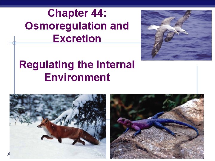 Chapter 44 Osmoregulation and Excretion Regulating the Internal