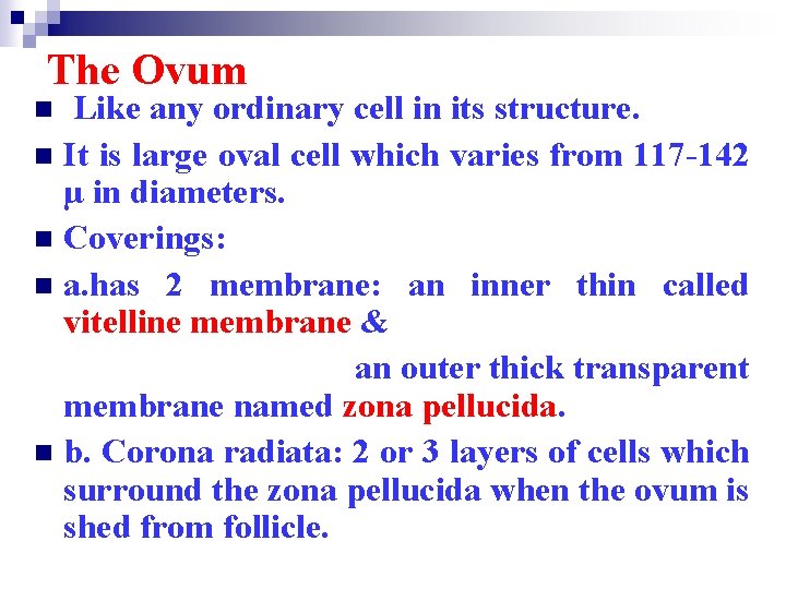 The Ovum Like any ordinary cell in its