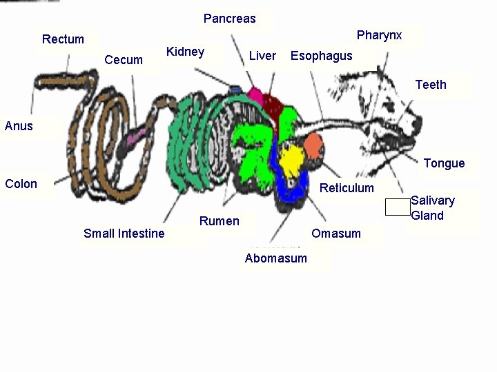 The Ruminant Digestive System Day 2 Created by