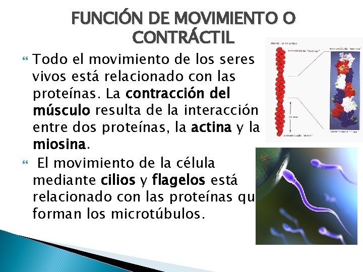 IV Biologa comn 1 Genoma genes e ingeniera