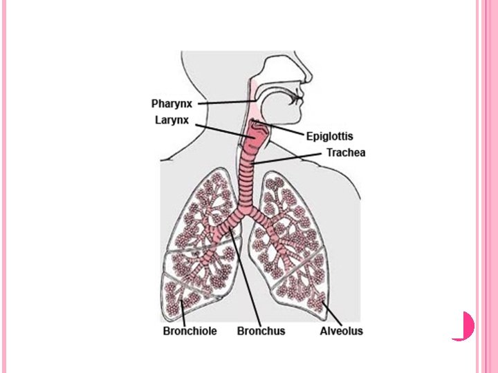 UITZUIGEN MOND NEUS EN KEELHOLTE TRACHEACANULE TOETSJE 1