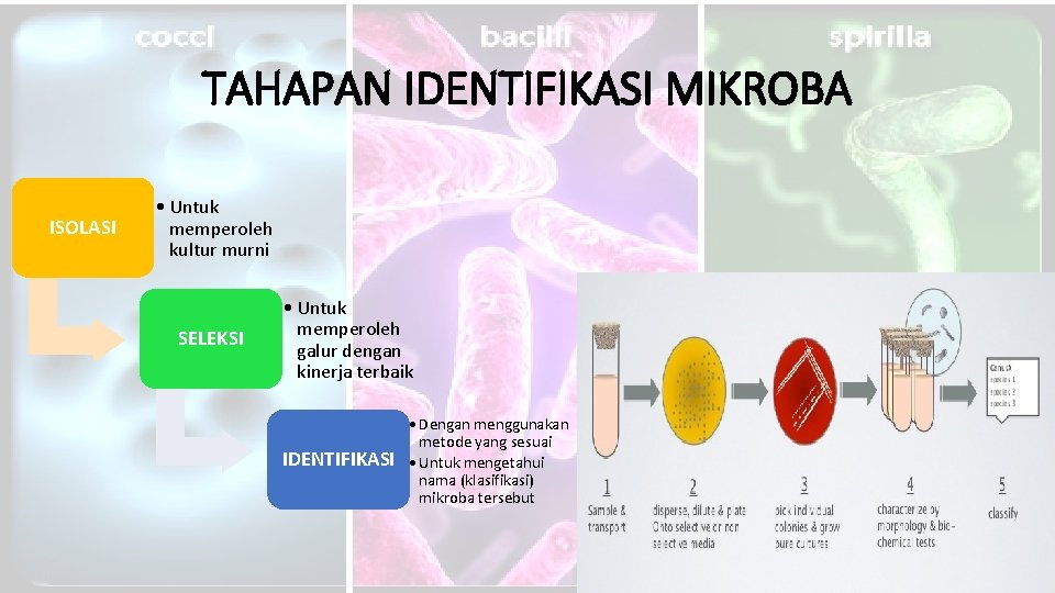 ISOLASI IDENTIFIKASI DAN PENANGANAN MIKROORGANISME SUMBER MIKROBA Sumber