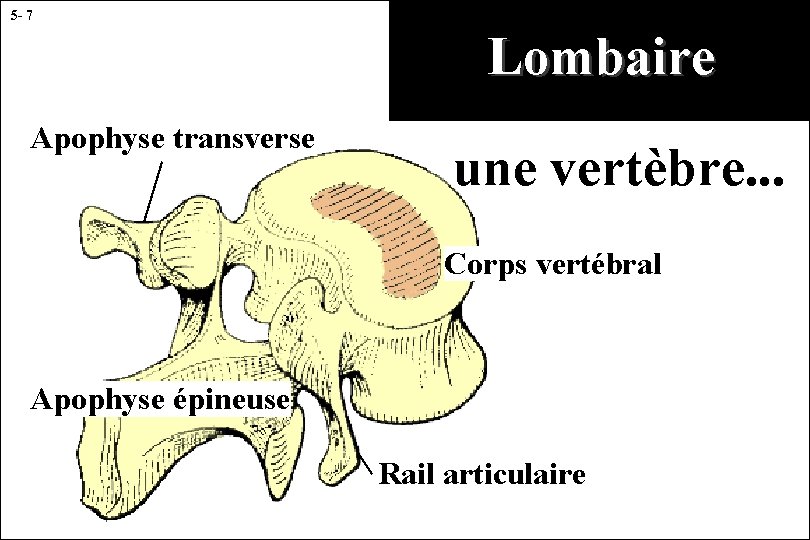 Anatomie 5 2 Routines motrices 15 minutes pour