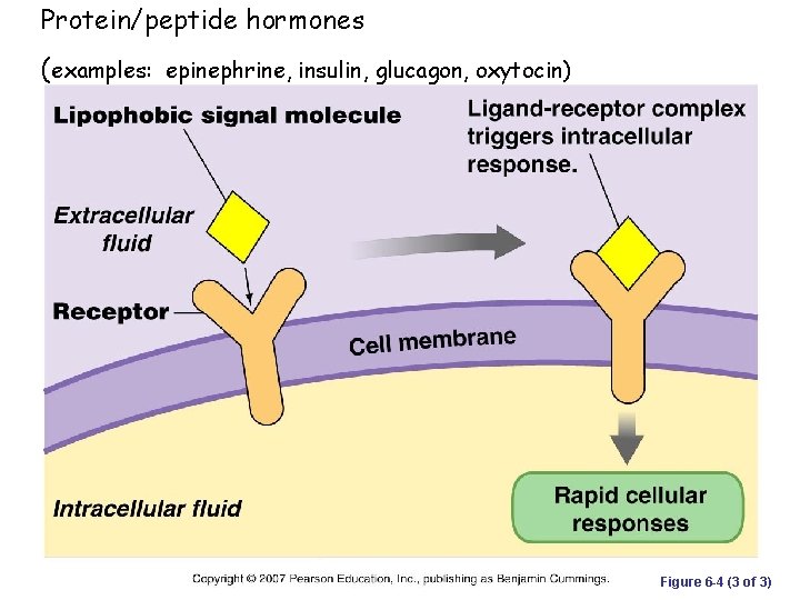 Regulation of Metabolism How does the body know