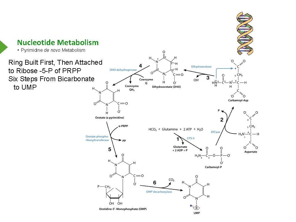 Nucleotide Metabolism Biochemistry Free For All Nucleotide Metabolism