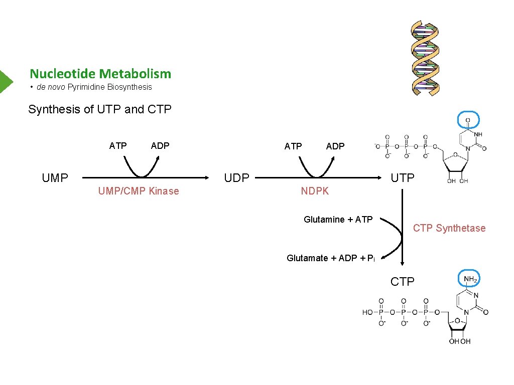 Nucleotide Metabolism Biochemistry Free For All Nucleotide Metabolism