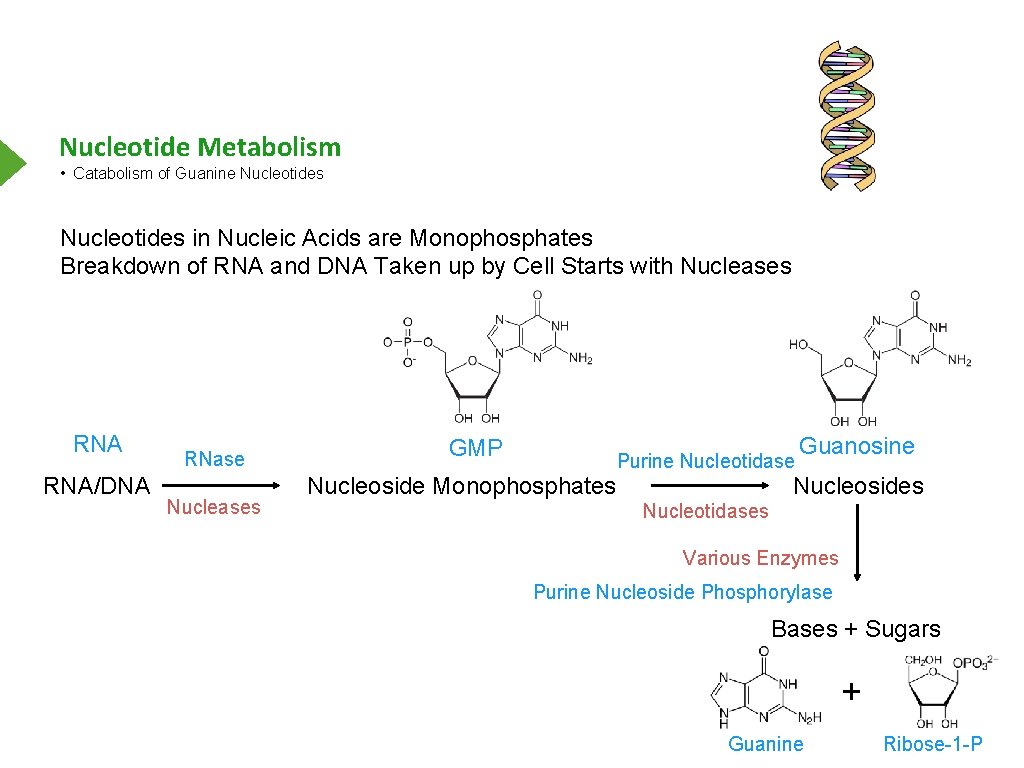 Nucleotide Metabolism Biochemistry Free For All Nucleotide Metabolism