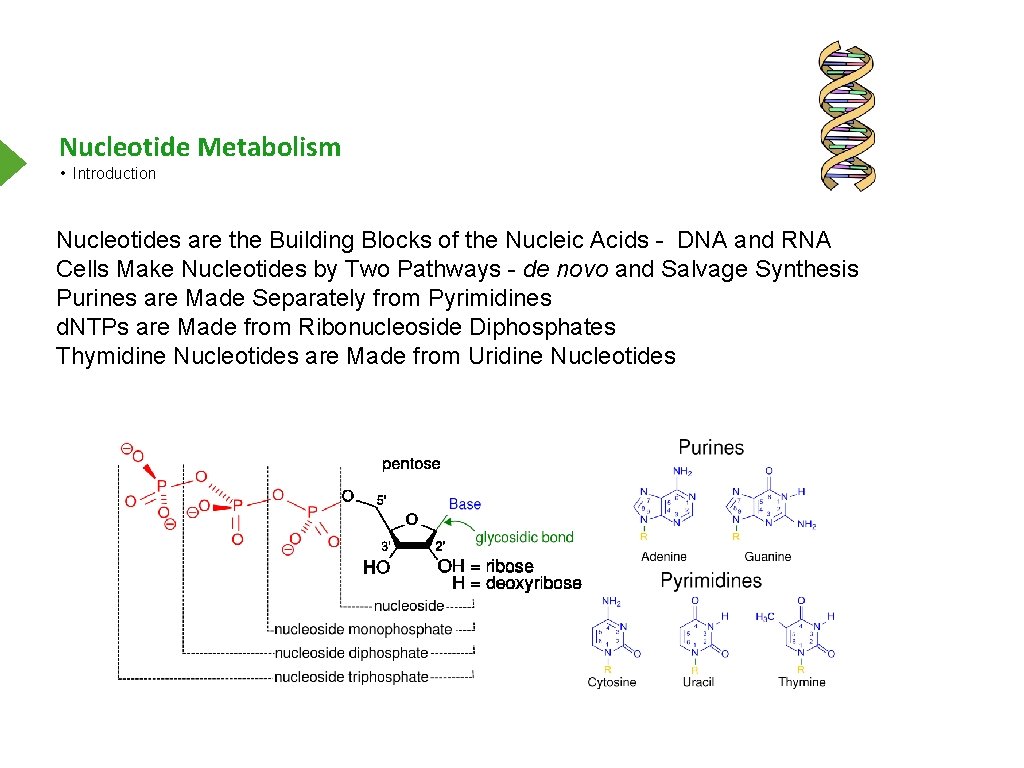 Nucleotide Metabolism Biochemistry Free For All Nucleotide Metabolism