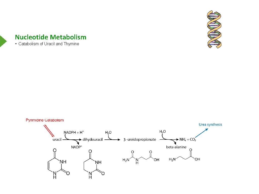 Nucleotide Metabolism Biochemistry Free For All Nucleotide Metabolism