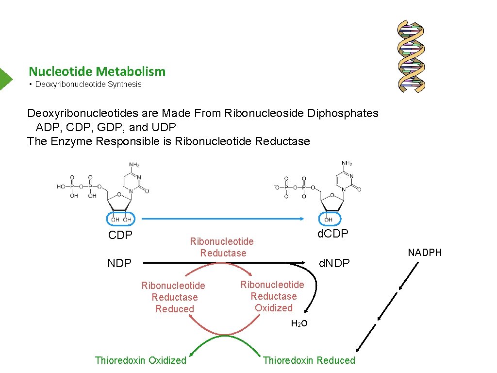 Nucleotide Metabolism Biochemistry Free For All Nucleotide Metabolism
