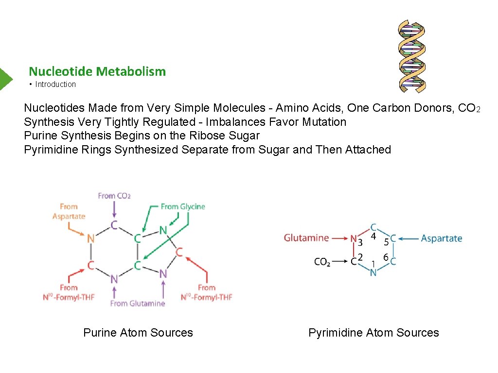 Nucleotide Metabolism Biochemistry Free For All Nucleotide Metabolism