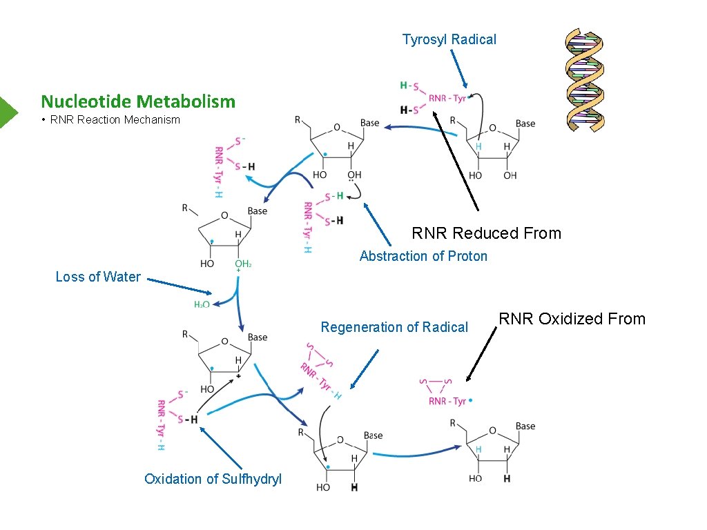 Nucleotide Metabolism Biochemistry Free For All Nucleotide Metabolism