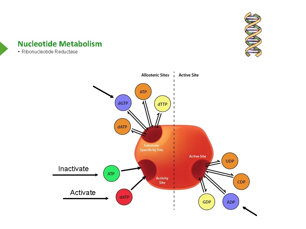 Nucleotide Metabolism Biochemistry Free For All Nucleotide Metabolism