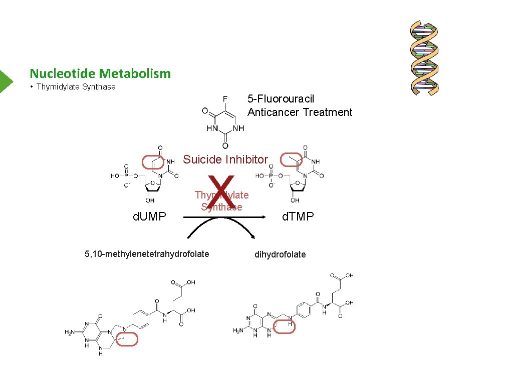 Nucleotide Metabolism Biochemistry Free For All Nucleotide Metabolism