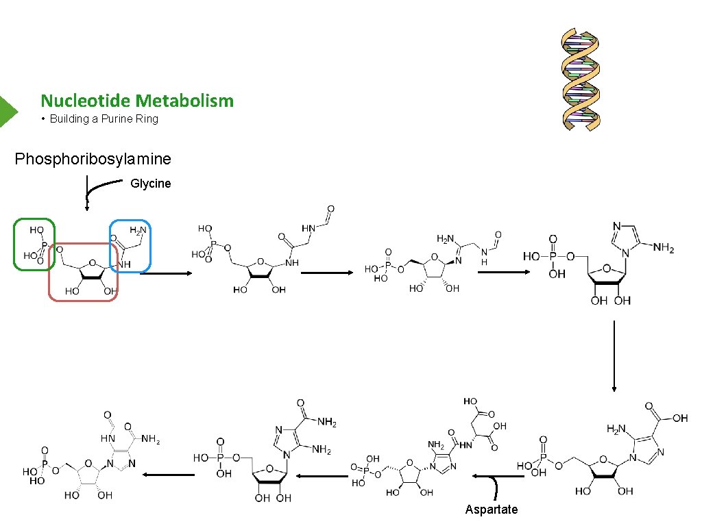 Nucleotide Metabolism Biochemistry Free For All Nucleotide Metabolism