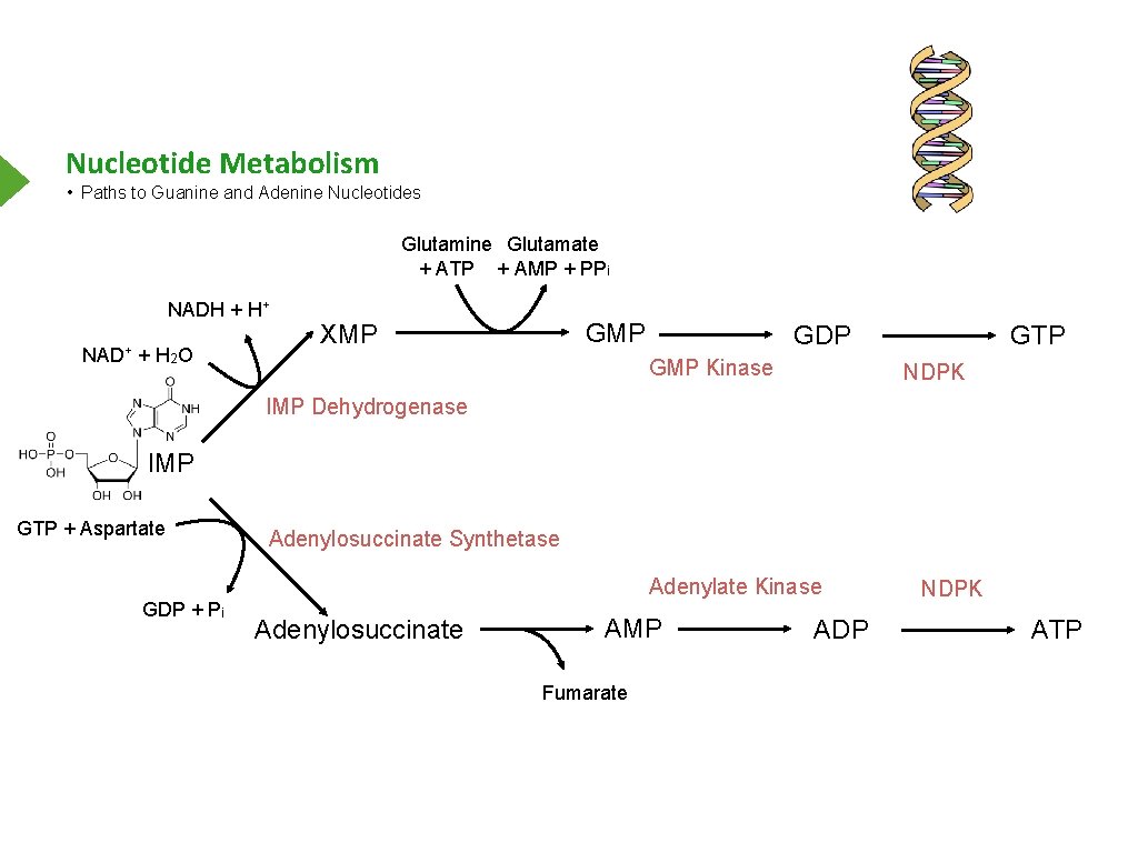 Nucleotide Metabolism Biochemistry Free For All Nucleotide Metabolism