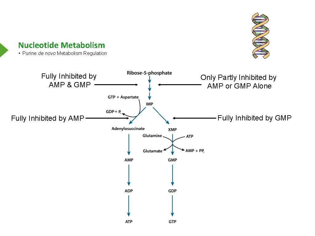 Nucleotide Metabolism Biochemistry Free For All Nucleotide Metabolism