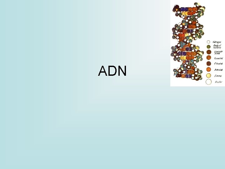 ADN Cuprins Structura primara a acizilor nucleici Structura