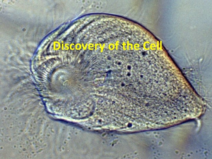 Discovery of the Cell The Cell Theory also