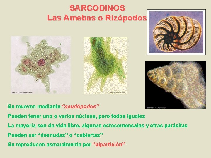 Protozoos Caractersticas Son relativamente complejos Pueden ser ...