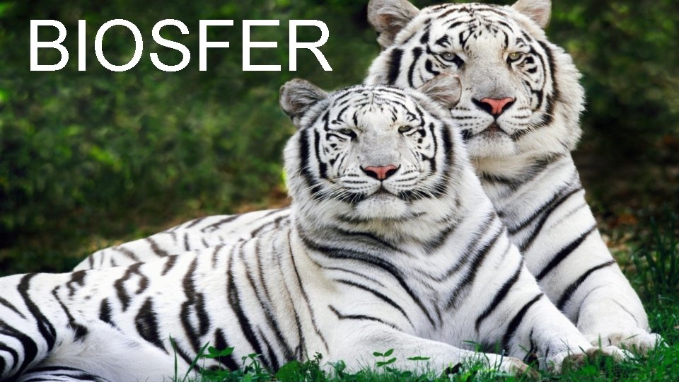 BIOSFER BIOSFER Biotik Biosfer Abiotik Persebaran Flora di