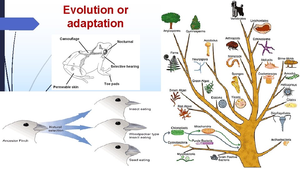Evolutionary decision games in complex biological interactions at