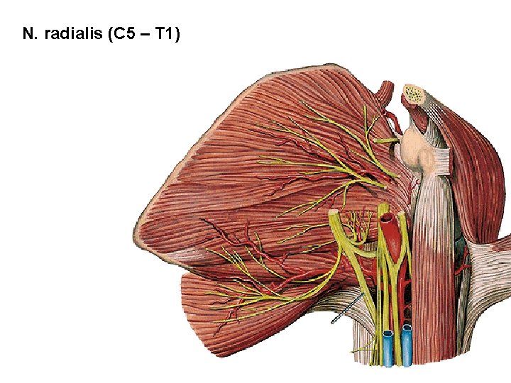 PLEXUS BRACHIALIS PARS SUPRACLAVICULARIS PARS INFRACLAVICULARIS PARS ...