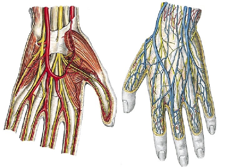 PLEXUS BRACHIALIS PARS SUPRACLAVICULARIS PARS INFRACLAVICULARIS PARS ...
