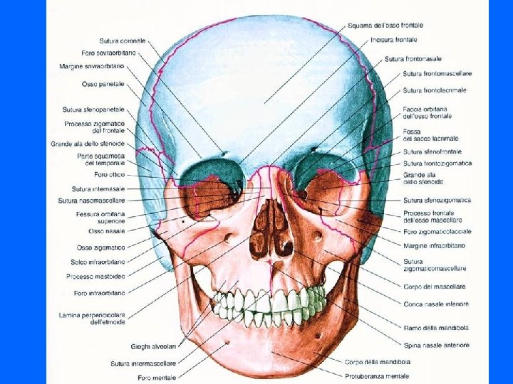SCHELETRO del CRANIO VISIONE di INSIEME FOSSE DEL