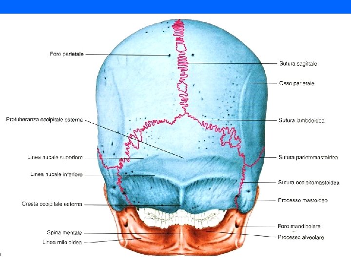 SCHELETRO del CRANIO VISIONE di INSIEME FOSSE DEL