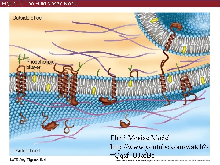 5 The Dynamic Cell Membrane 5 1 What