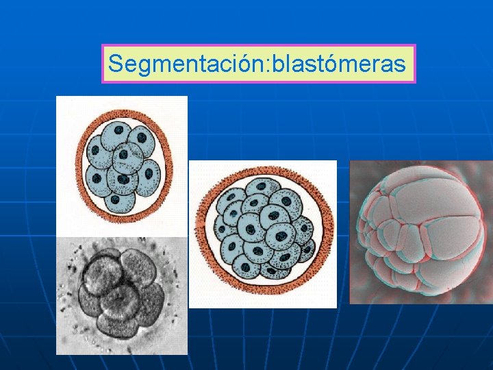 PRIMERA SEMANA DE DESARROLLO DE LA OVULACION A