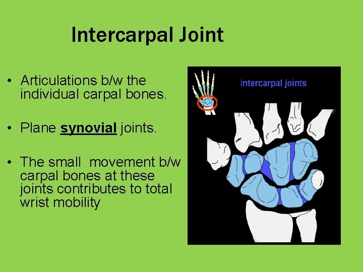 The Hand Lymphatics Week 6 TA Review Things