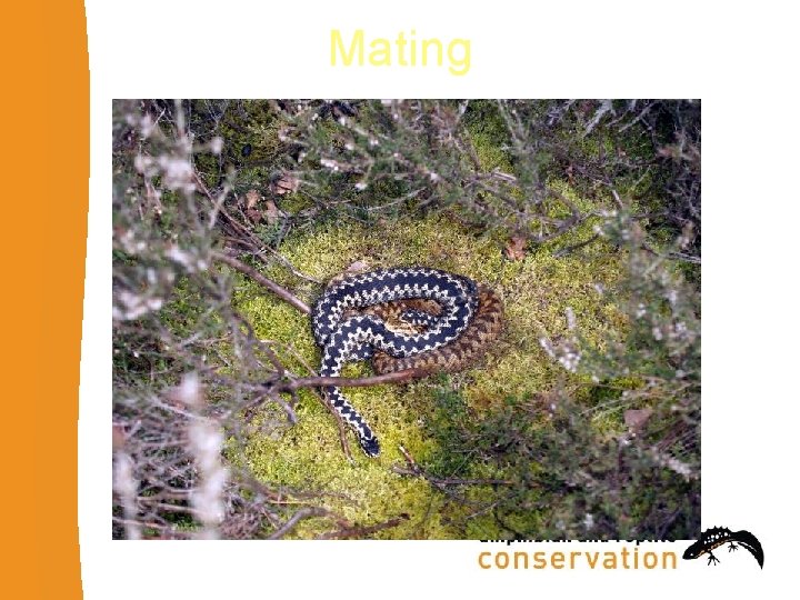 Reptile Ecology What drives reptiles Thermoregulation Feeding Mating