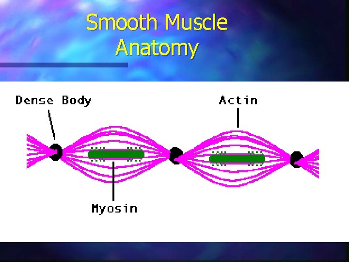 PHYSIOLOGY 1 LECTURE 21 SMOOTH MUSCLE ANATOMY EXCIT