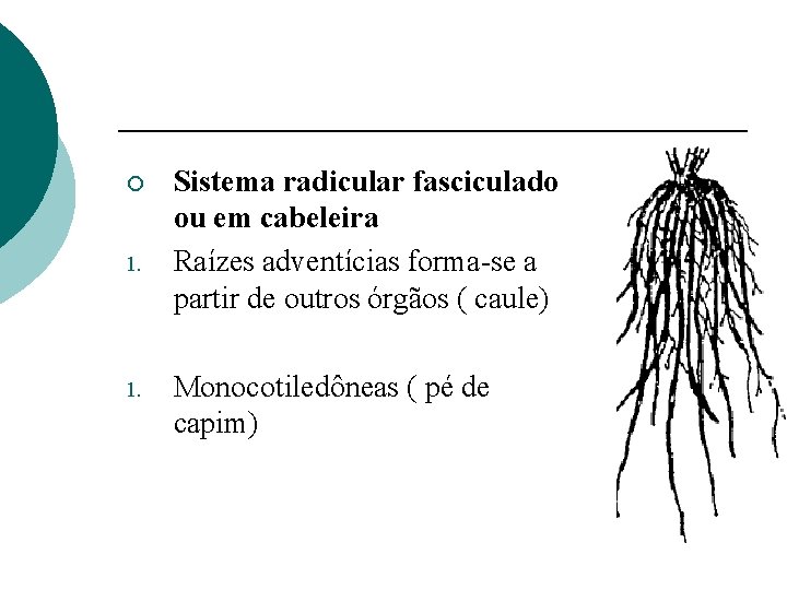 MORFOLOGIA EXTERNA DAS PLANTAS RAIZ Sustentao da planta
