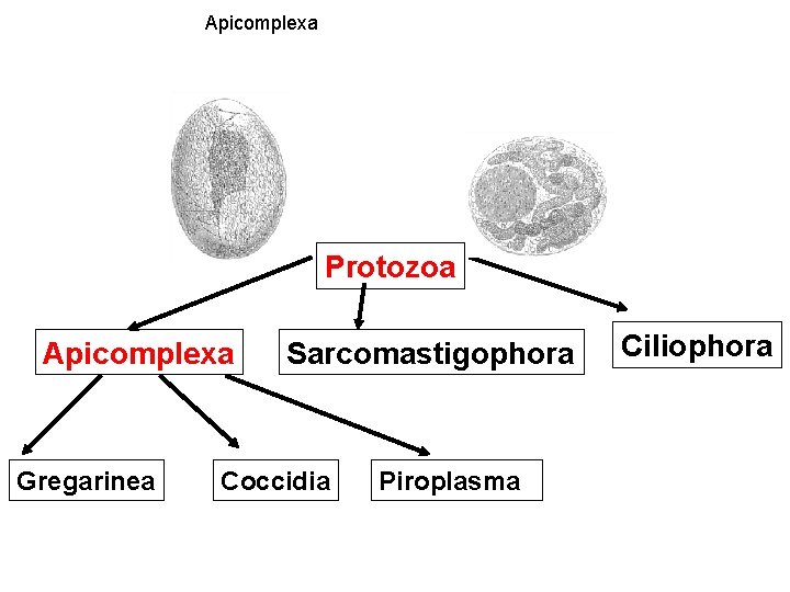 Apicomplexa Protozoa Apicomplexa Gregarinea Sarcomastigophora Coccidia ...
