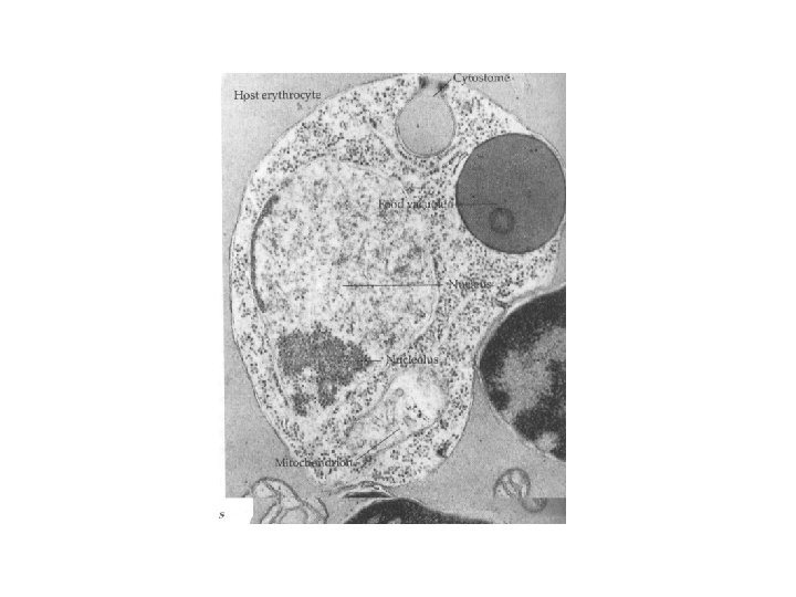 Apicomplexa Protozoa Apicomplexa Gregarinea Sarcomastigophora Coccidia ...