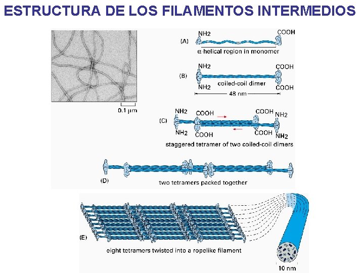 El Citoesqueleto CITOESQUELETO CELULAR Caractersticas generales Trmino ...