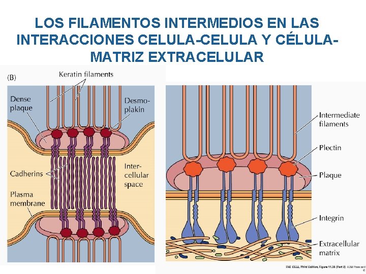 El Citoesqueleto CITOESQUELETO CELULAR Caractersticas generales Trmino ...