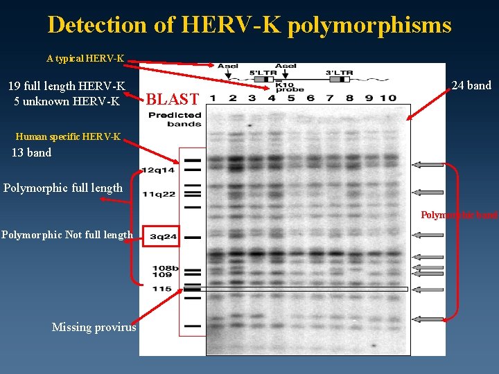Human endogenous retrovirus K soloLTR formation and insertional