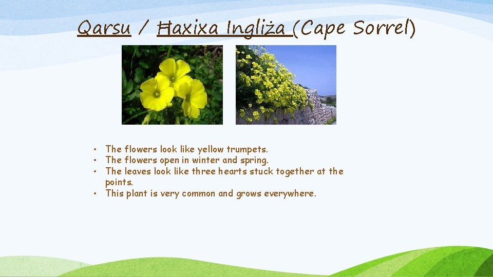 Local Plants and Trees arruba Carob Tree The