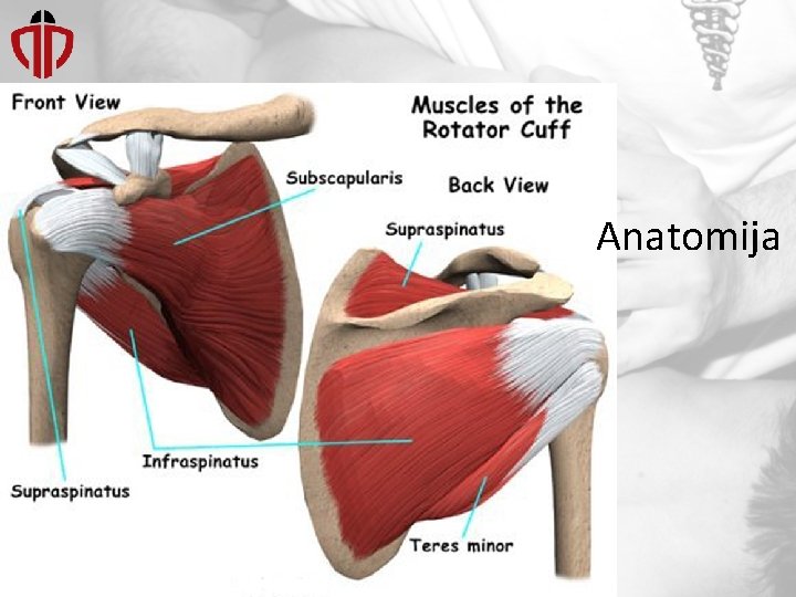 Impingement fenomen ramena drugaiji pogled na fizioterapiju Dean