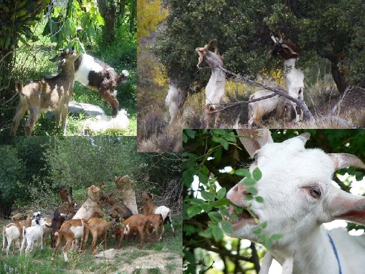 Manejo Alimenticio de Caprinos y Ovinos Prof Carolina