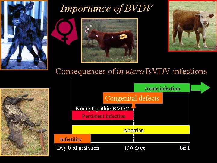Importance of Bovine Leukosis Bovine Leukemia Virus Antibody