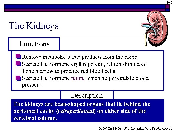 The Urinary System Power Point presentation to accompany