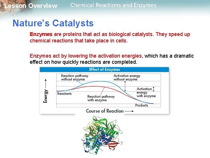 Lesson Overview Chemical Reactions and Enzymes Lesson Overview