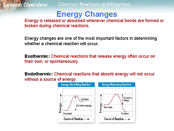 Lesson Overview Chemical Reactions and Enzymes Lesson Overview