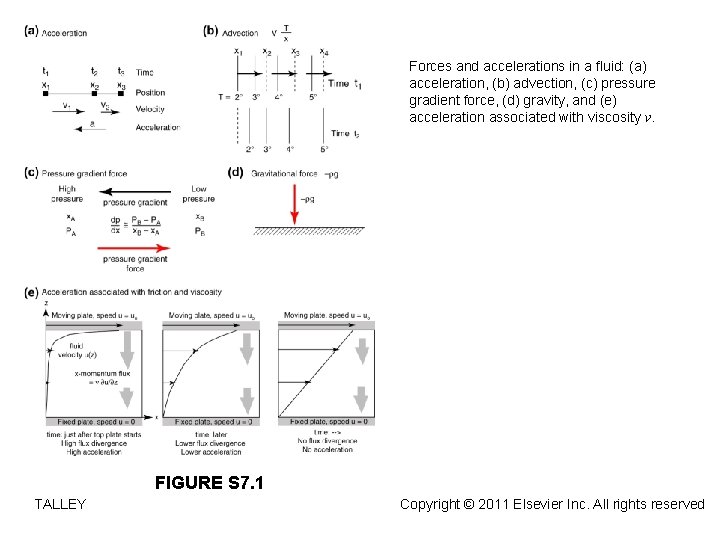 Forces and accelerations in a fluid a acceleration