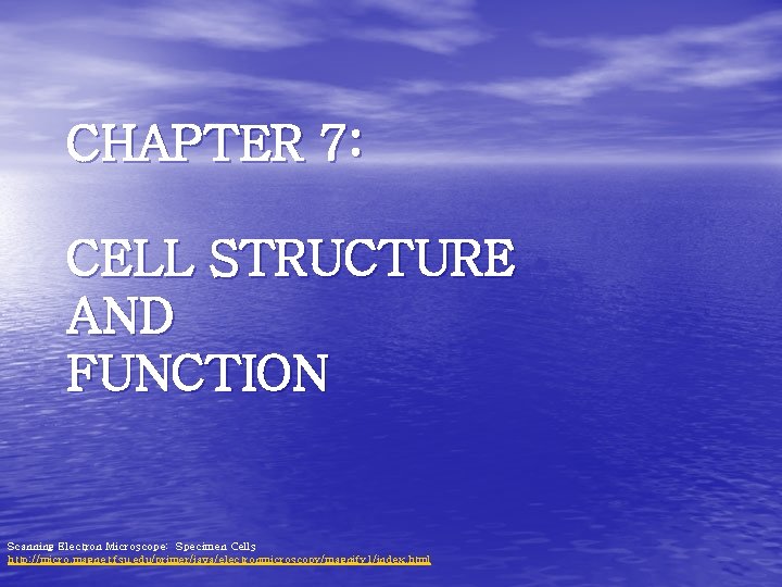 CHAPTER 7 CELL STRUCTURE AND FUNCTION Scanning Electron